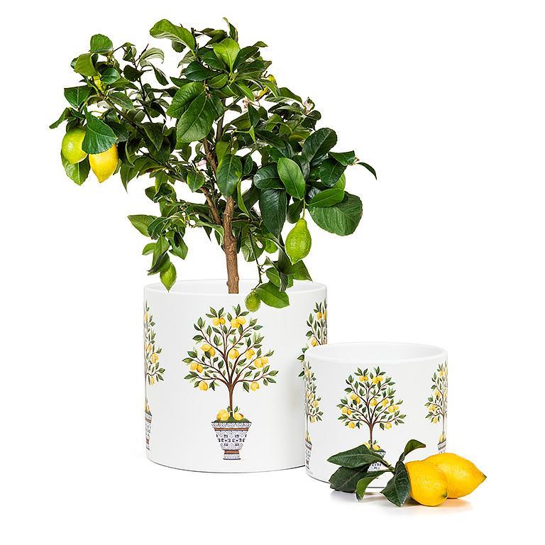 Abbott | Lemon Tree Small Planter Sweet Janes - Gift and Confectionary
